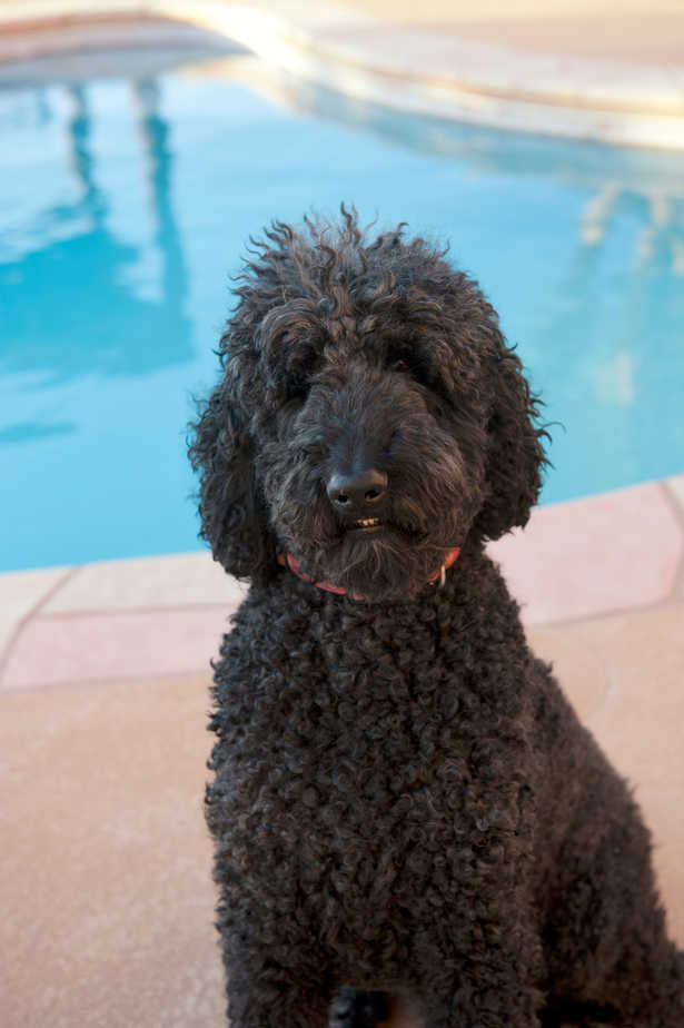 Do Poodles Like Water? Can They Swim in Pools? – Poodle Report