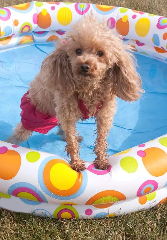 Do Poodles Like Water? Can They Swim in Pools? – Poodle Report