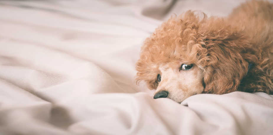 11 Tips to Keep Your Poodle Smelling Nice and Fresh – Poodle Report