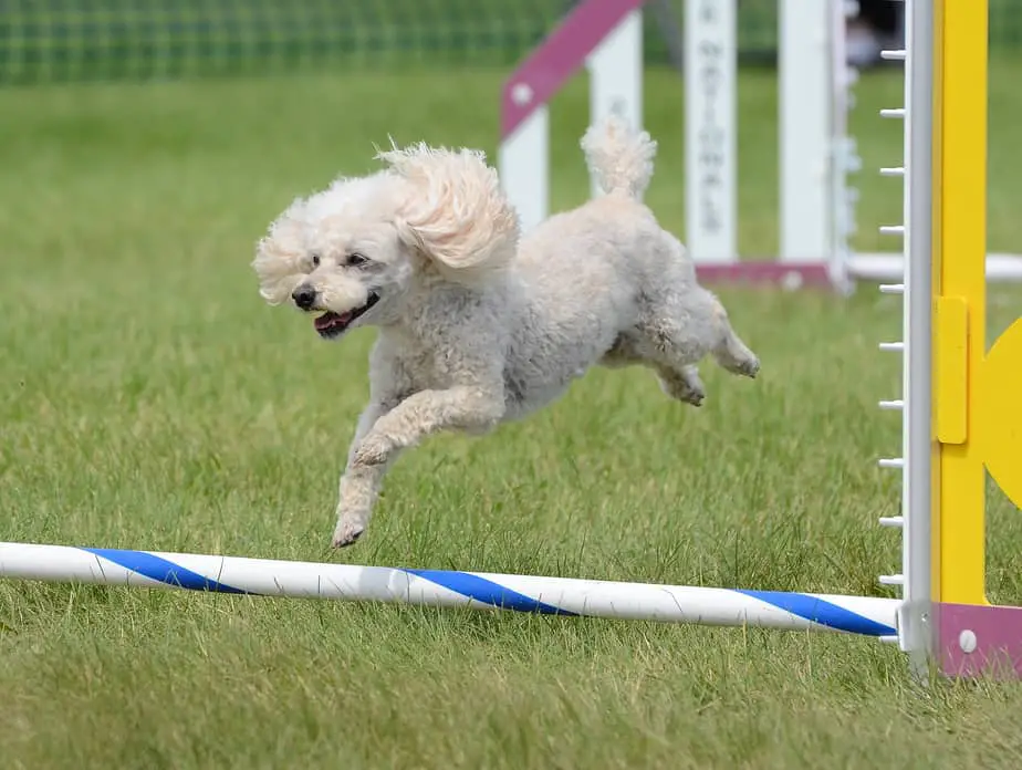 How High Can a Poodle Jump? – Poodle Report