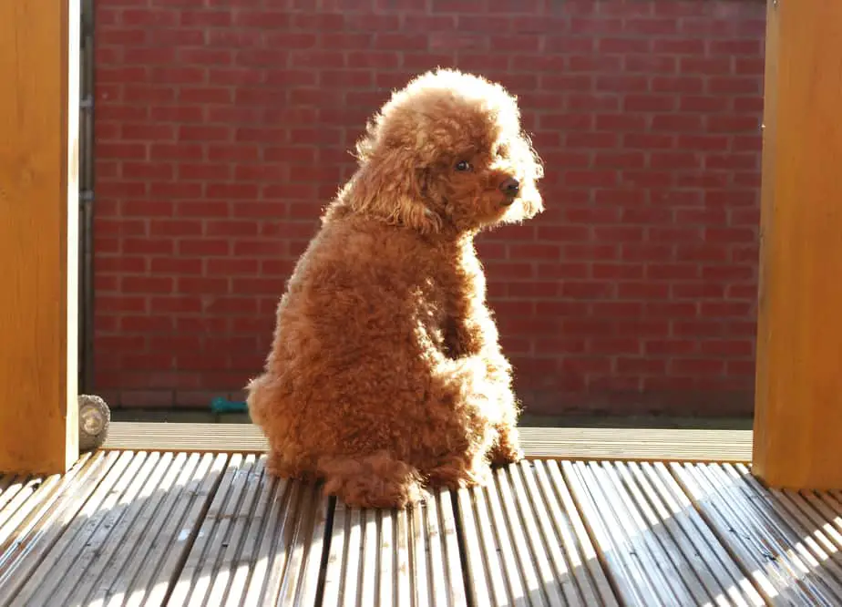 10 Reasons for Aggressive Poodles and how to Correct Them – Poodle Report