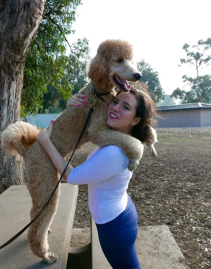 How to Calm a Hyper Poodle: A Helpful Guide With Videos – Poodle Report