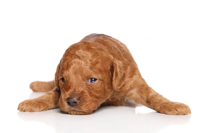 How to Care for a Pregnant Poodle: The Complete Guide – Poodle Report