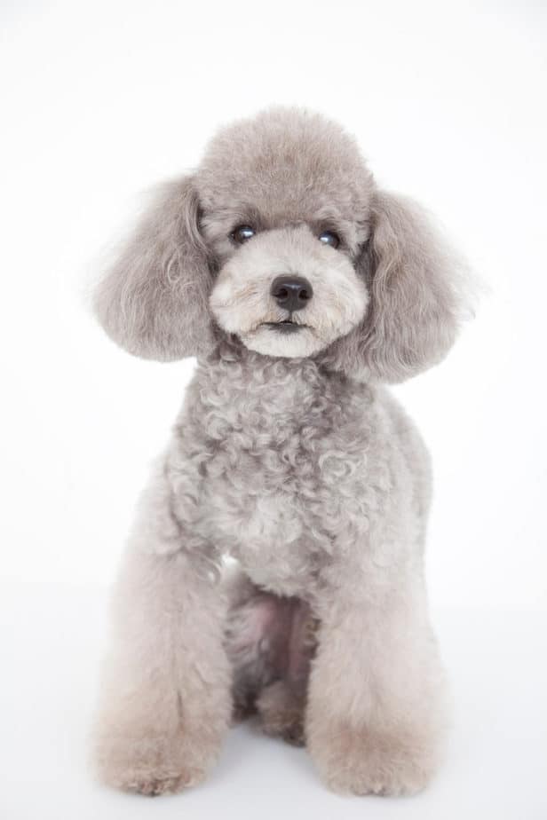 Do All Poodles Fade in Color? A Color Guide With Pictures – Poodle Report