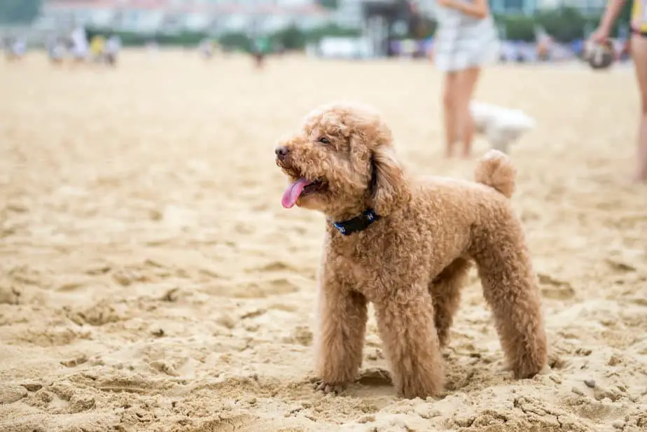 How to Stop Poodle Digging: A Complete Guide – Poodle Report