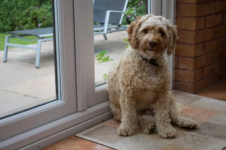 The 22 Best Small Poodle Mix Cross Breeds (With Pictures) – Poodle Report