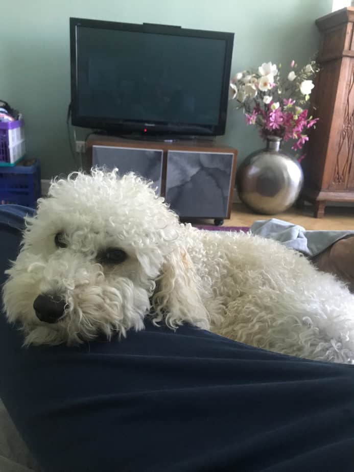 Can Poodles Watch TV? What Do They See? – Poodle Report