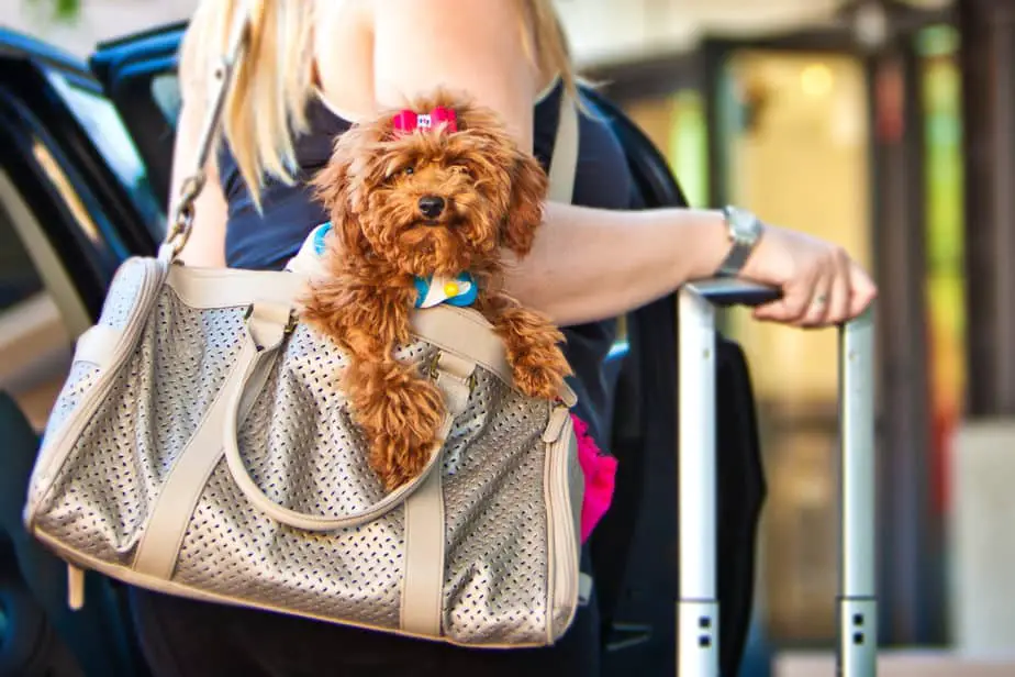 Air Travel with a Poodle: 9 Things You Will Need to Know – Poodle Report
