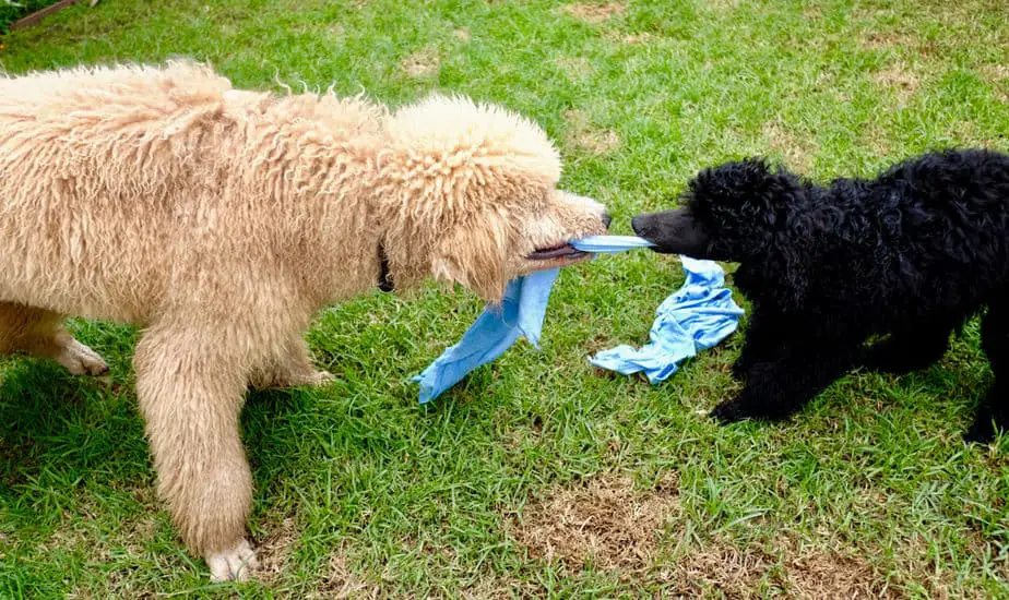17 Easy Indoor and Outdoor Games to Play With Your Poodle – Poodle Report