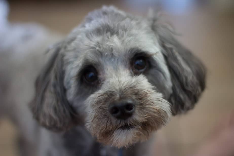 Watery Eyes in Poodles: Possible Causes and How to fix it – Poodle Report