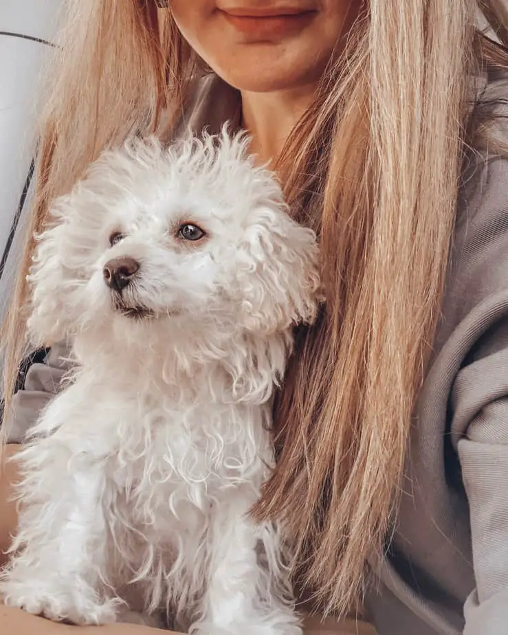Can Poodles Have an Underbite? Should You Worry? – Poodle Report