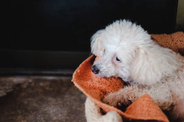 Ear Infection in Poodles: Causes, Treatment, and Prevention – Poodle Report
