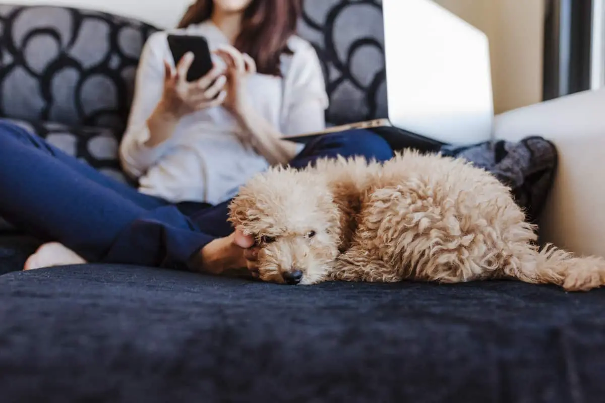 Potty Training a Poodle Puppy: A Helpful Guide With Videos – Poodle Report