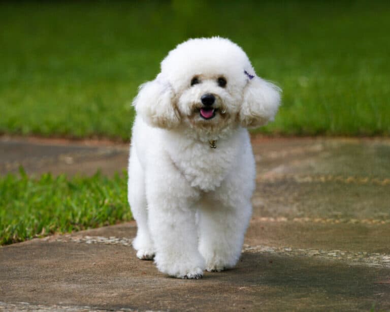 400+ Popular Names for Poodles and Doodles: A Helpful Guide – Poodle Report