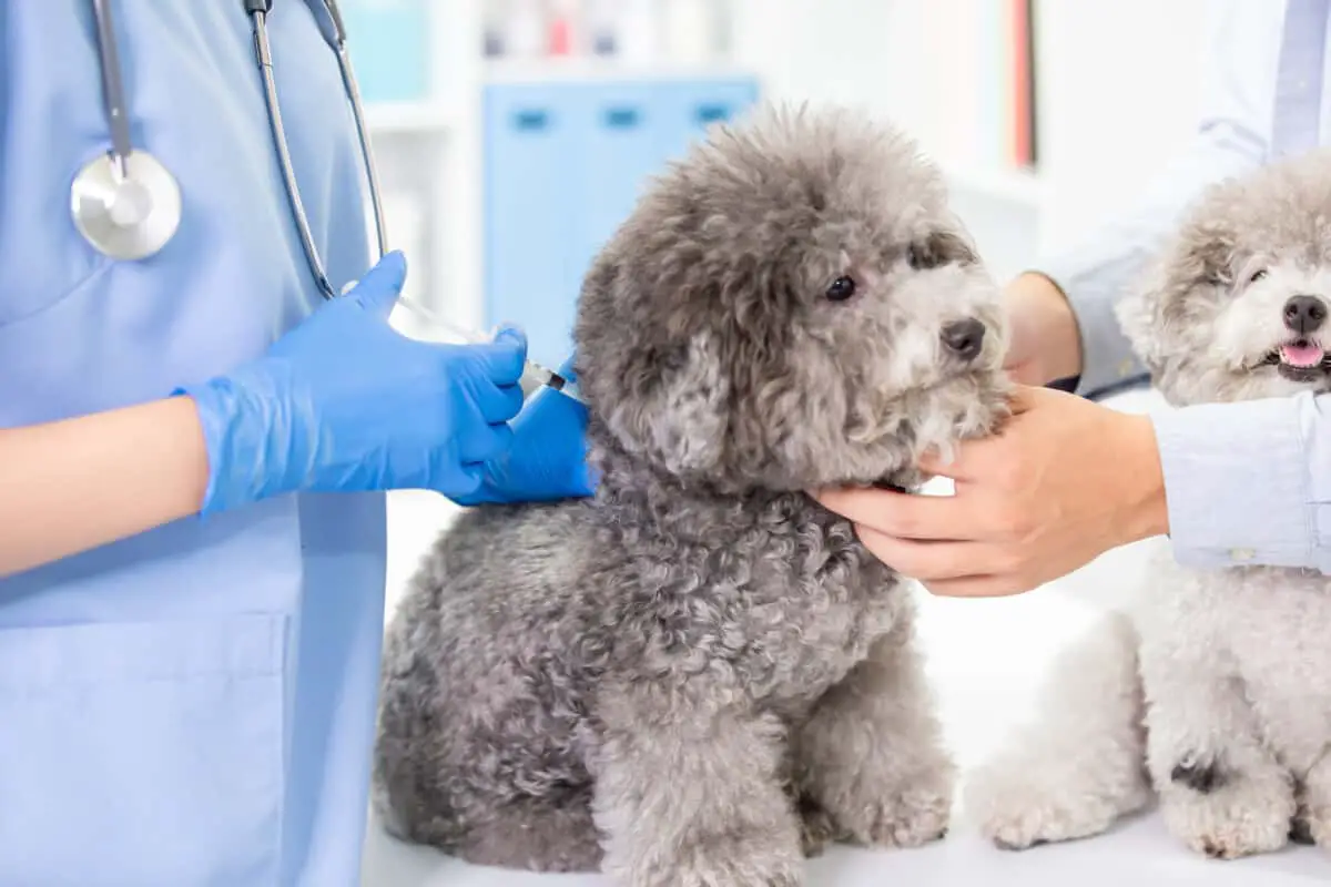 Cancer in Poodles: Symptoms, Treatment, and Prevention – Poodle Report