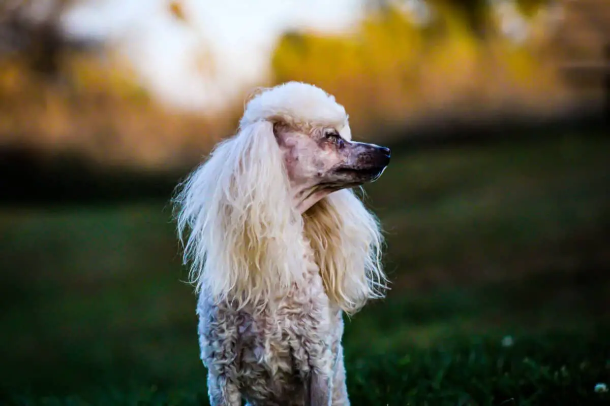 The 25 Best Haircut Styles for Poodles (With Pictures) – Poodle Report