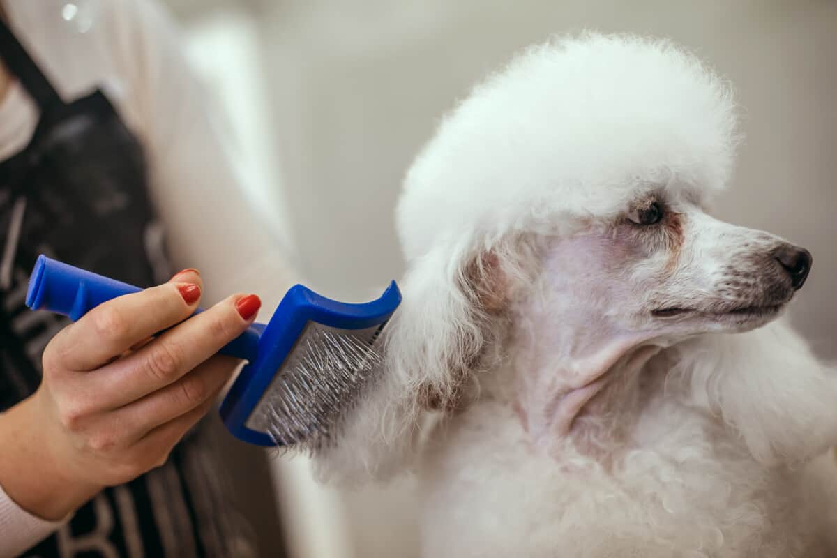 The 25 Best Haircut Styles for Poodles (With Pictures) – Poodle Report