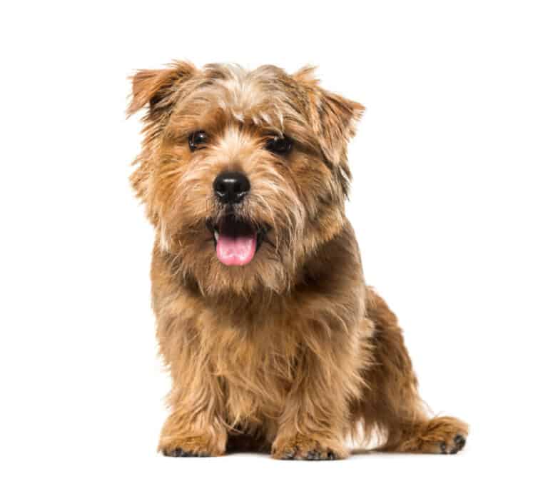 The 50 Best Poodle Mix Types: A Picture Guide – Poodle Report