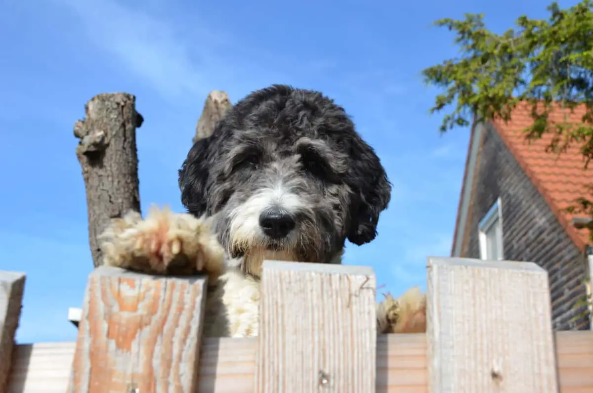 The 50 Best Poodle Mix Types: A Picture Guide – Poodle Report