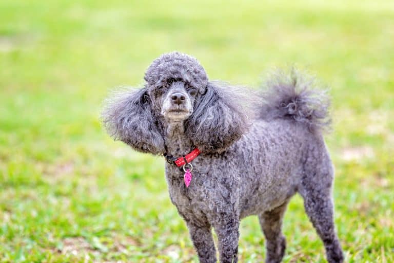 Poodle Coats: Colors, Hair Types, and Care (With Pictures) – Poodle Report