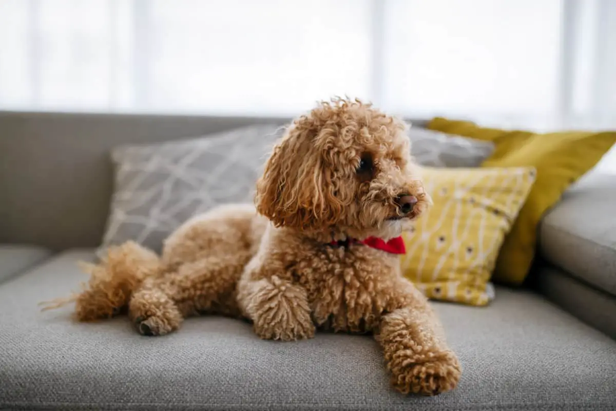 Poodle Coats: Colors, Hair Types, and Care (With Pictures) – Poodle Report