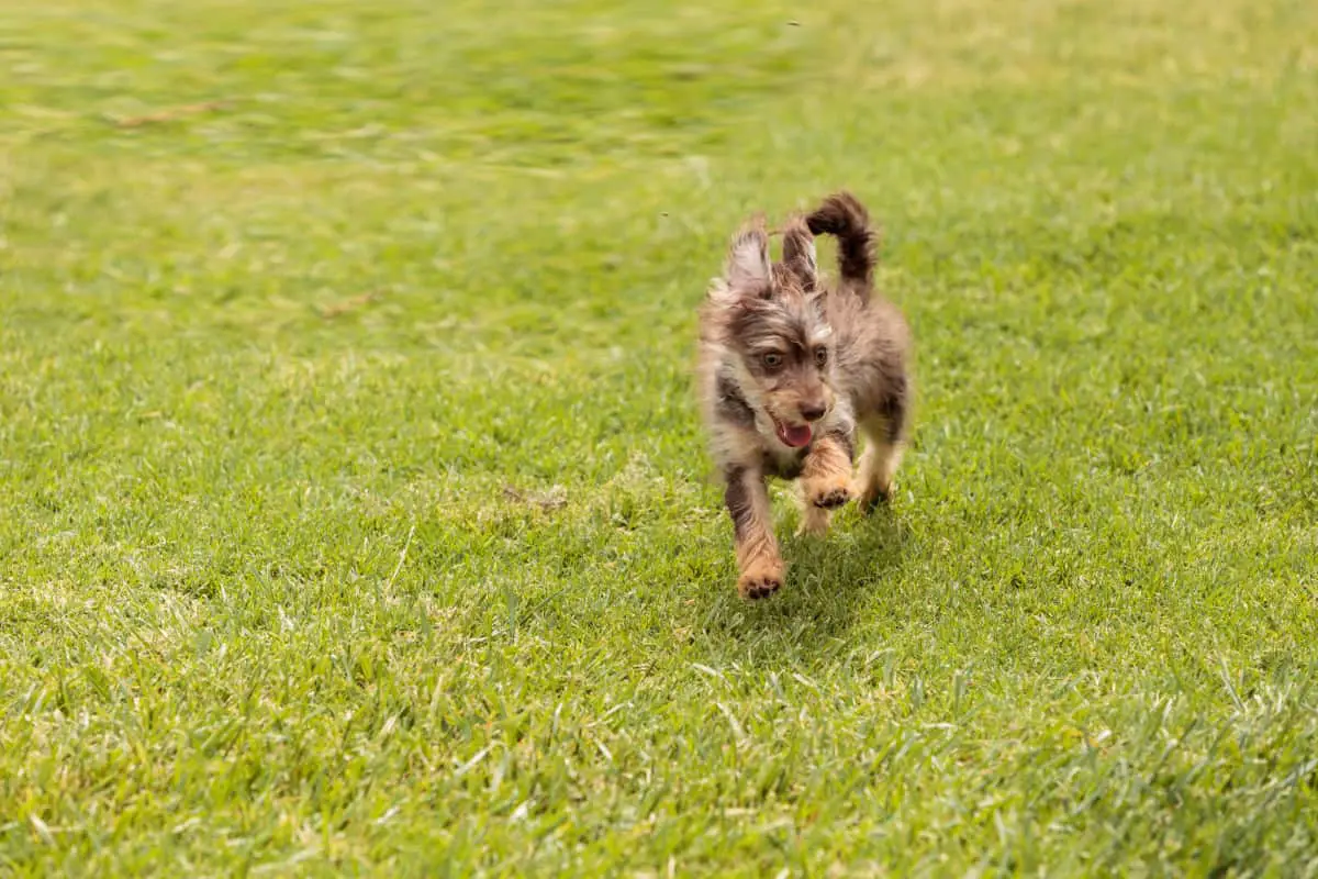 The 22 Best Small Poodle Mix Cross Breeds (With Pictures) – Poodle Report