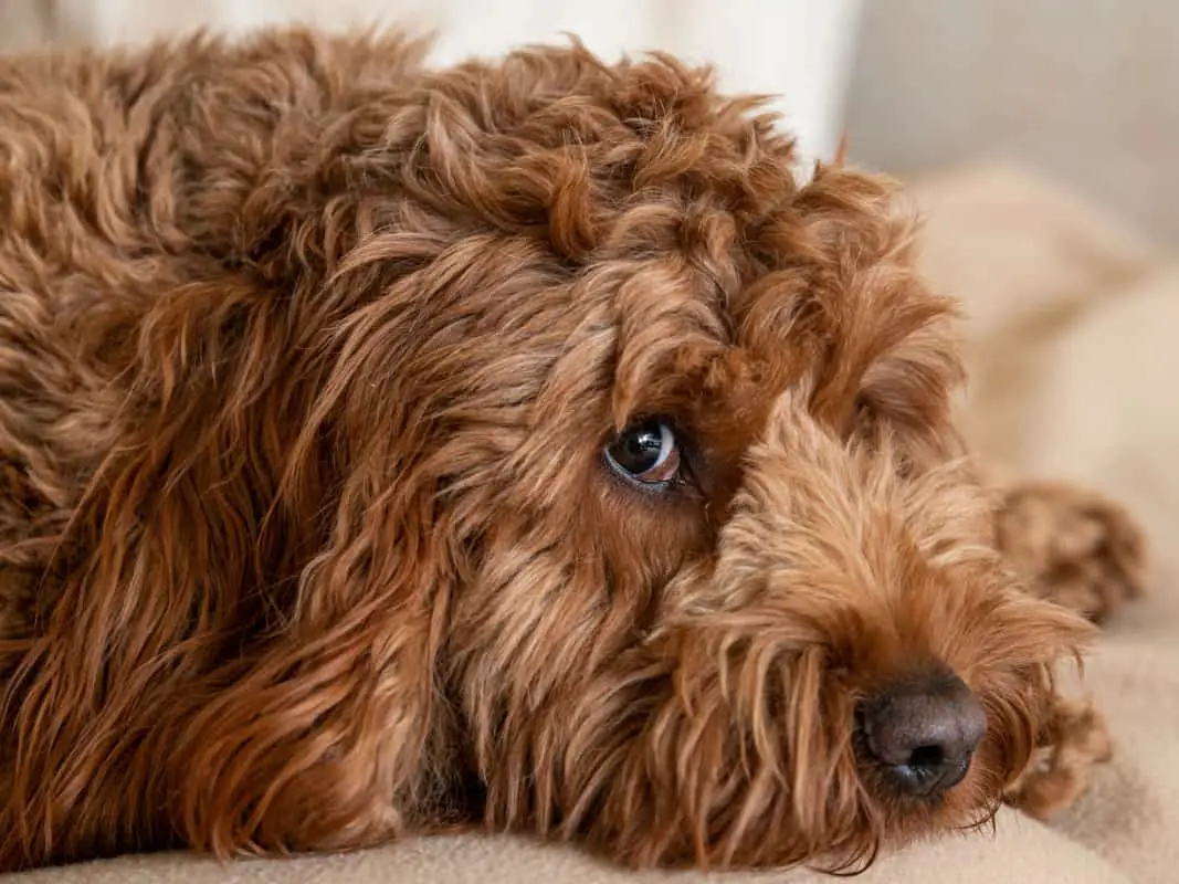 Do Cockapoos Fade in Color? A Color Guide With Pictures – Poodle Report