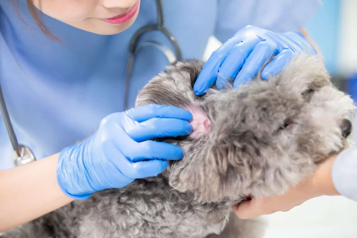Poodle Ear Hair Removal: A Step By Step Guide – Poodle Report