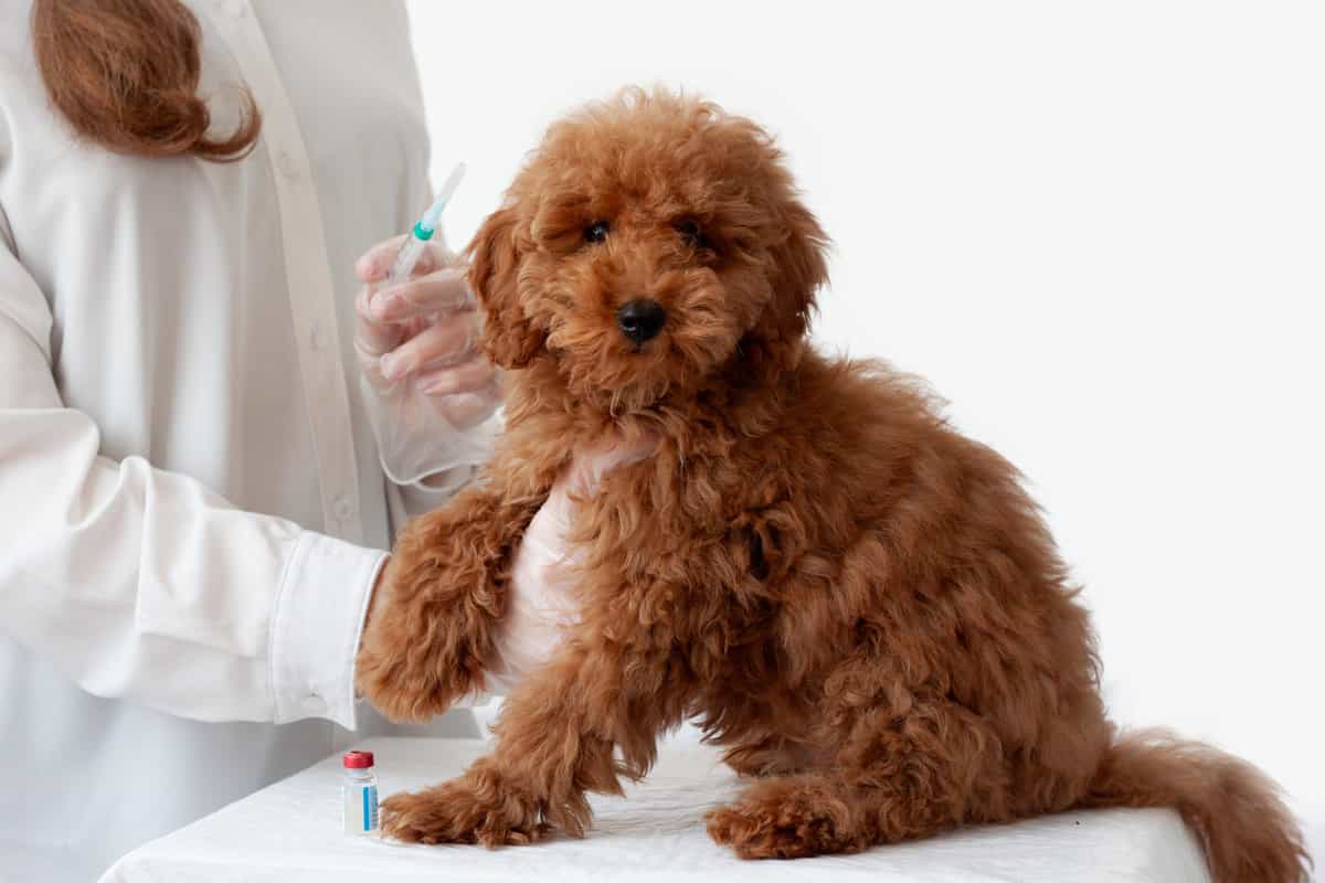 Red Poodles: Everything You Need to Know (With Pictures) – Poodle Report